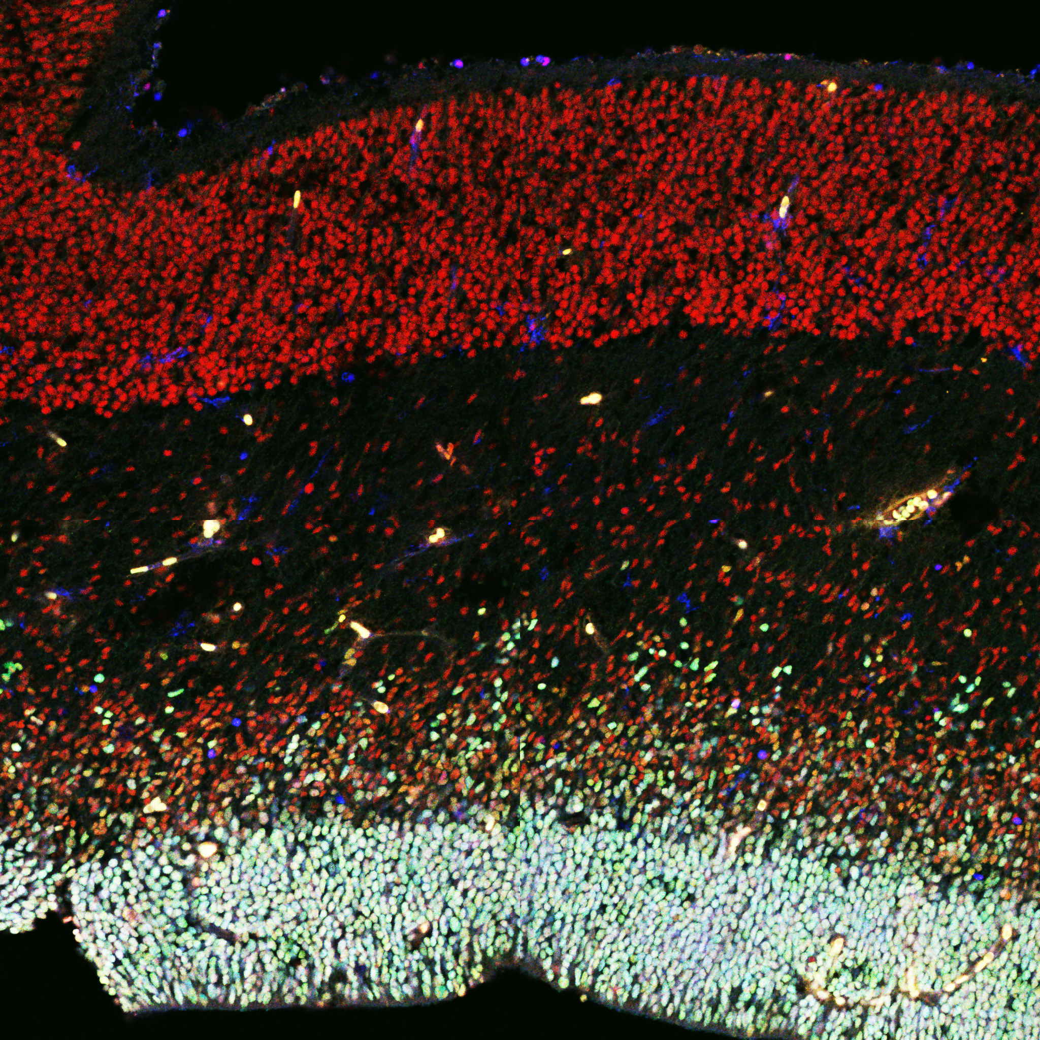 The Pearson Lab – Developmental biology lab at Weill Cornell Medicine ...